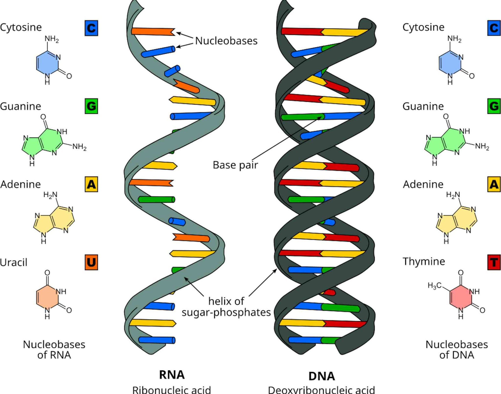 Scientists Just Found All 5 Genetic “Letters” of DNA and RNA on an Asteroid