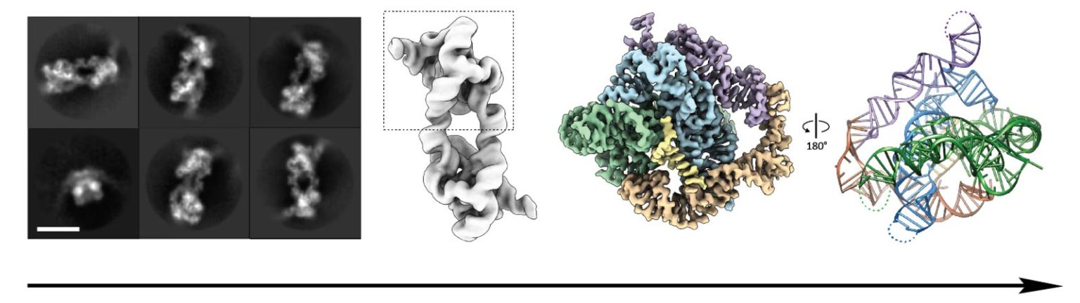 Nanotechnology Enables 3D Visualization of Crucial RNA Structures at ...