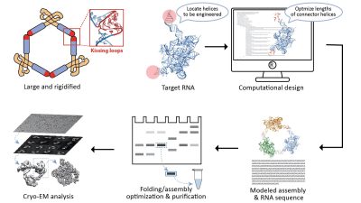 Nanotechnology Enables 3D Visualization of Crucial RNA Structures at ...