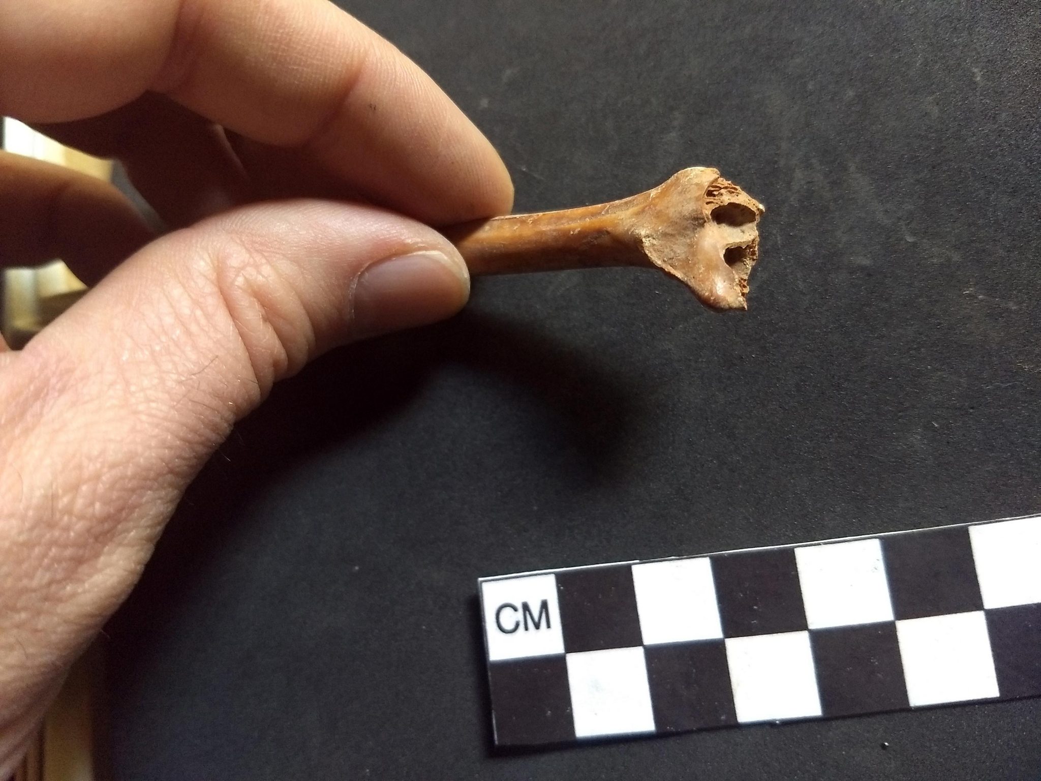 Unexpected Discovery of Ancient Bones May Change Timeline for When ...