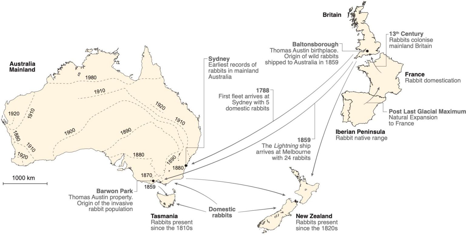 Australian Rabbit Plague Puzzle Solved With DNA Profiling