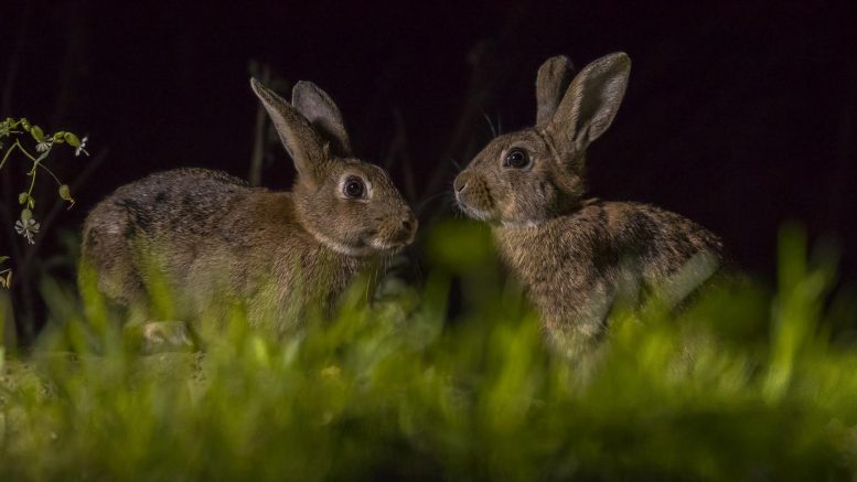 Rabbit Pain Can Be Assessed Through Grimace Scale