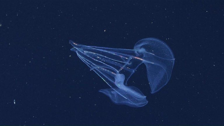 Stunning Diversity of Comb Jellies Revealed Through Genetic Probes
