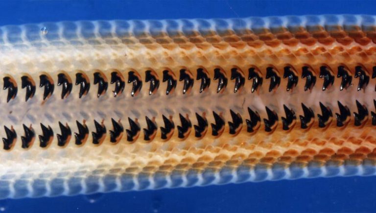 Rare Mineral Discovered in a Living Organism for the First Time