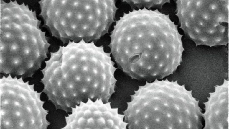 Fossil Pollen Shows Earth’s Vegetation Is Changing Faster Today Than It ...