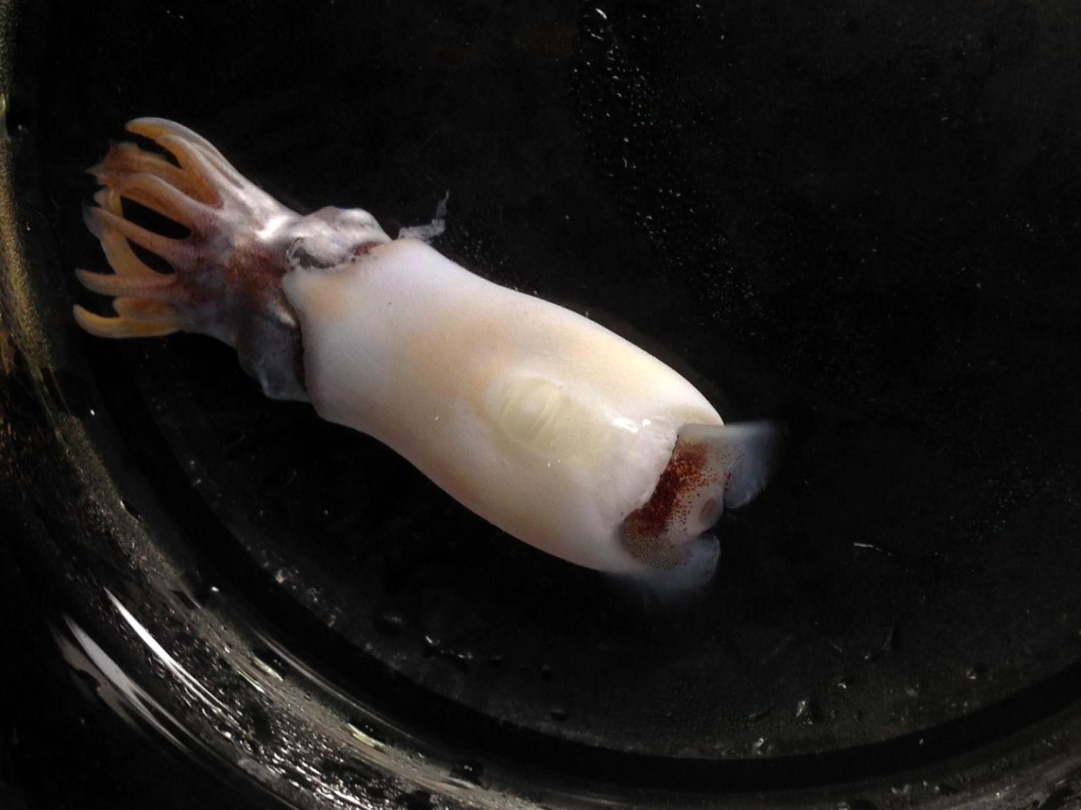 Scientists Finally Crack the 100-Million-Year Evolutionary Mystery of ...
