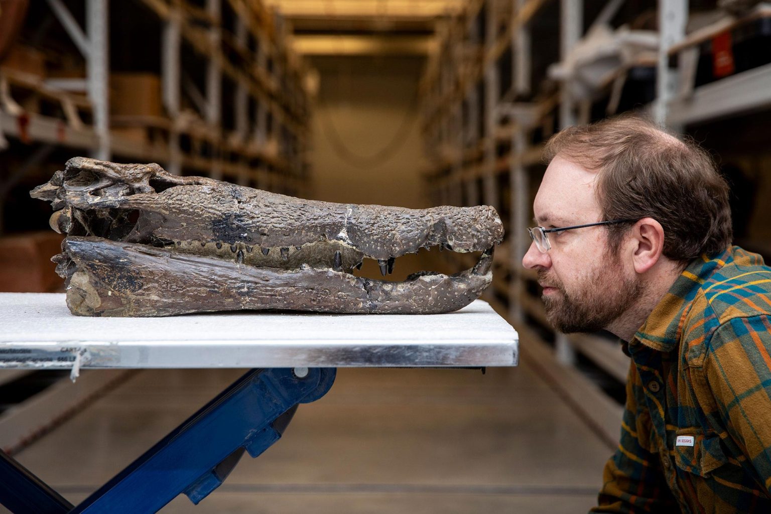 Living Fossils? How Crocodiles Survived What Dinosaurs Couldn’t