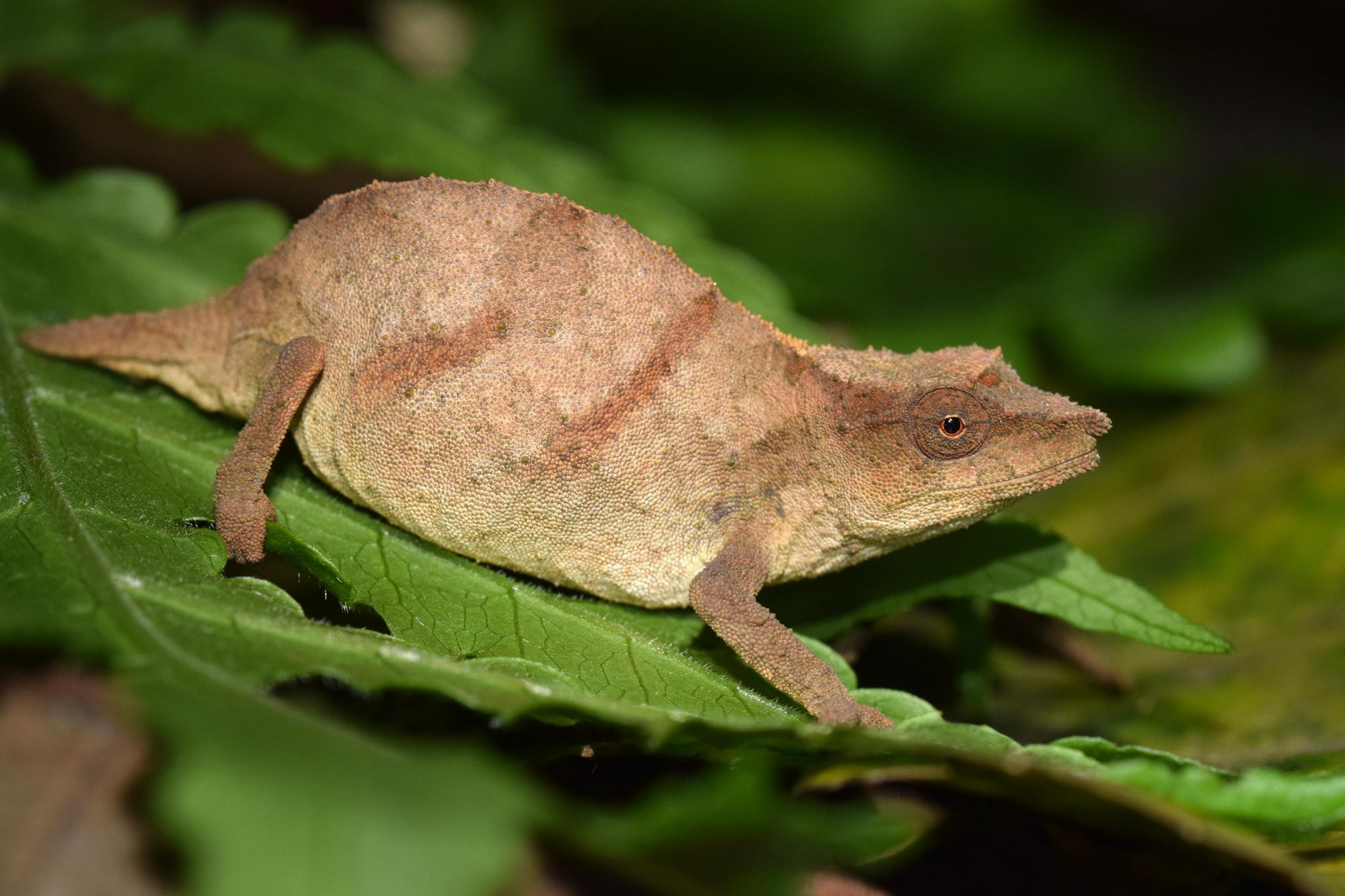 One of World’s Rarest Chameleons Found Clinging to Survival in Patches ...