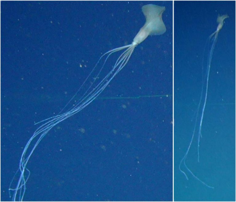 Rare Deep Sea Bigfin Squid Sighted in Australian Waters for First Time