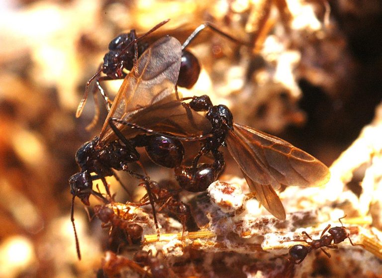 How to Become "Ant-I-Social" – Erosion of Ant Genome Tied to Loss of ...