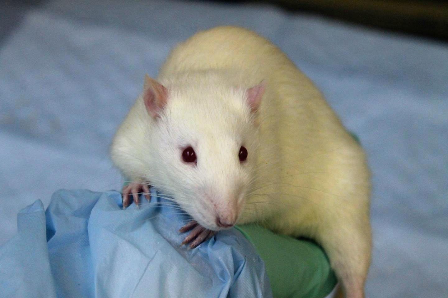 Key Brain Circuit Controls Individual Responses to Temptation