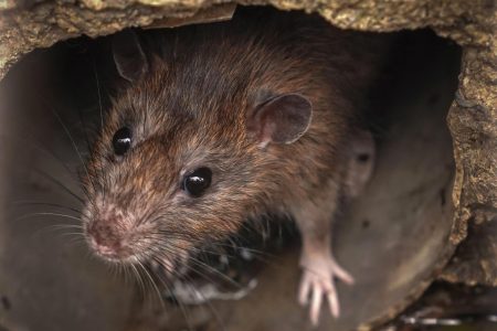 Rats Are Spreading a Deadly Disease in Boston