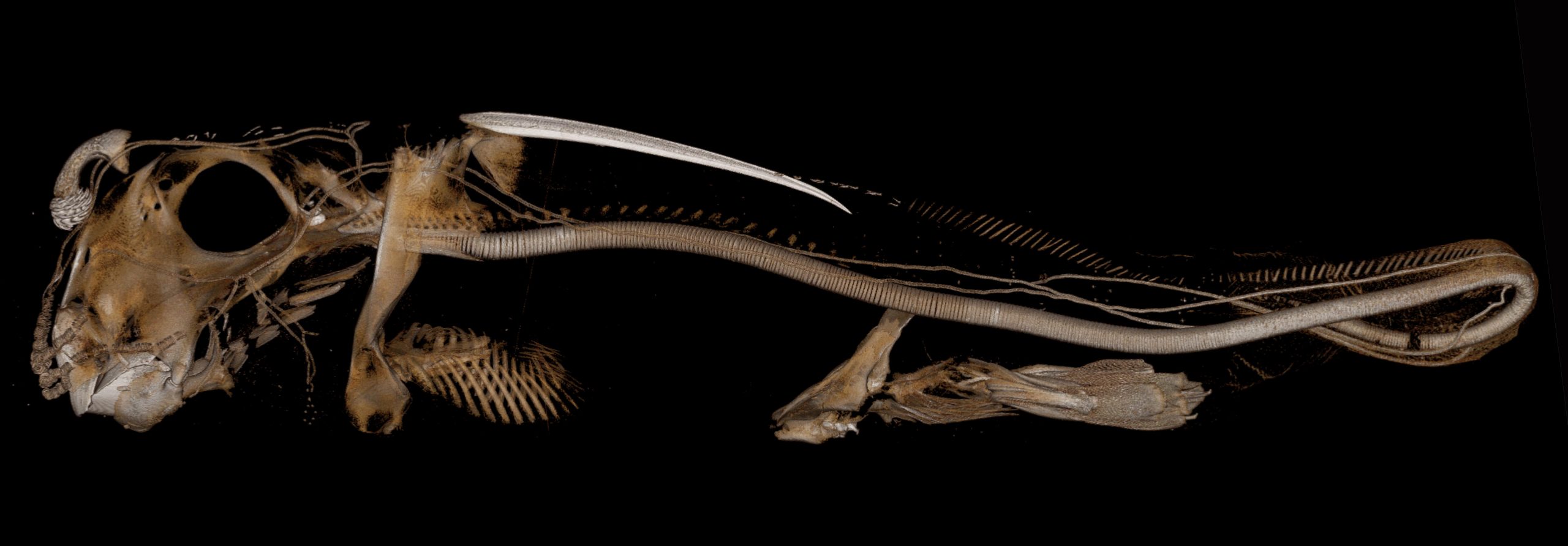 “Insane” – Bizarre Fish Discovery Flips Long-Standing Assumption in ...