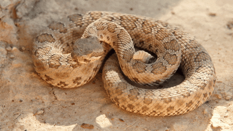 Rattlesnakes’ Scales Help Them Sip Rainwater From Their Bodies – Here’s ...
