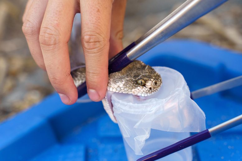 Deadly Simplicity: How Island Rattlesnakes Are Rewriting Evolution