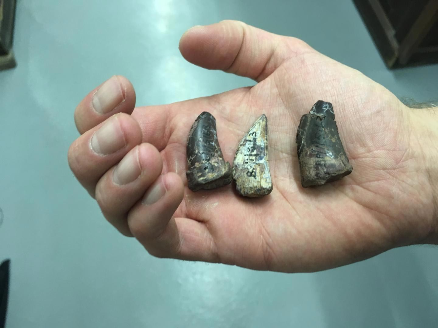 Giant Croc-Like Carnivores Terrorized Triassic Dinosaurs 210 Million ...