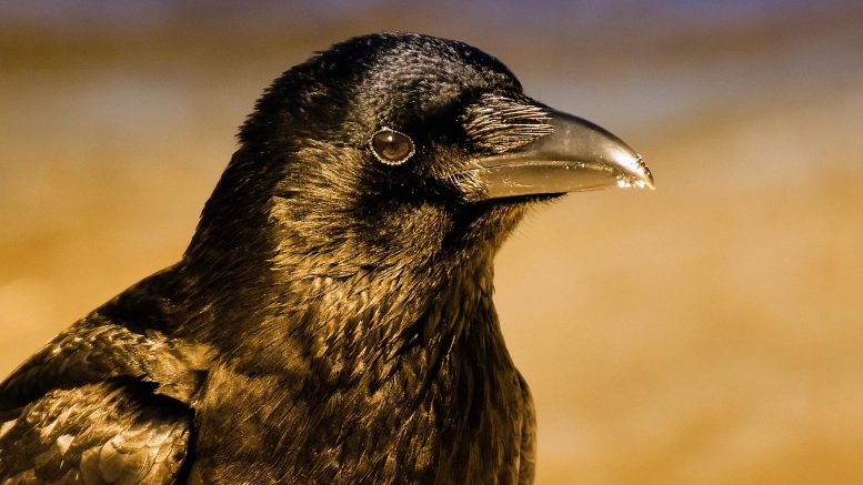 Ravens in Prehistory: Scientists Unearth a 30,000-Year-Old Relationship ...