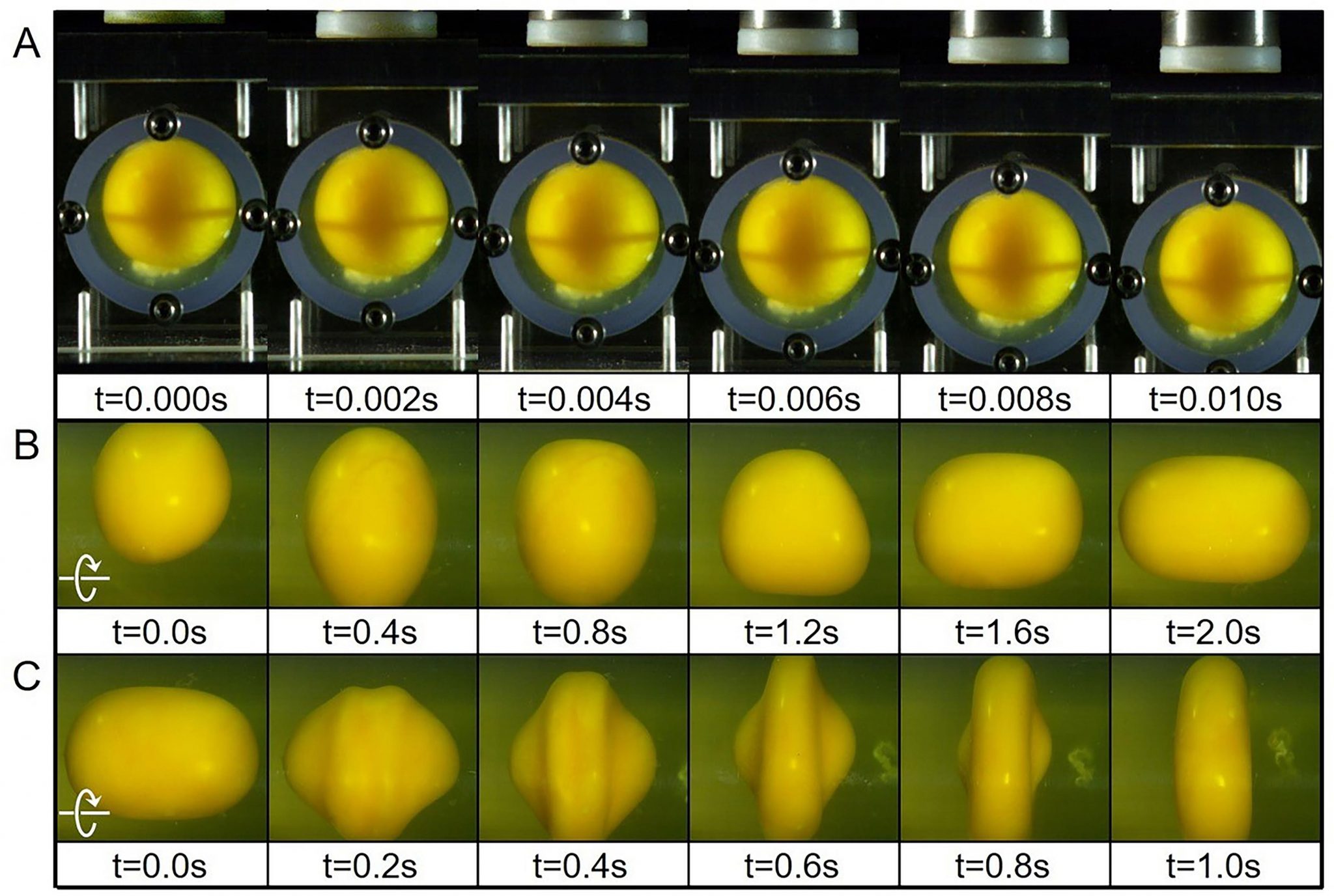 Egg Experiment Reveals Scrambling of the Brain on Impact to Find ...