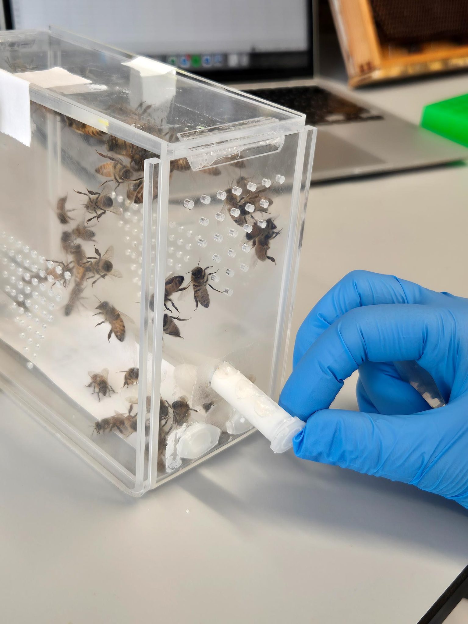 Superfood for Bees Sparks 15-Fold Colony Boom