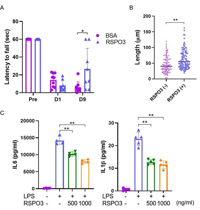 Novel Proteins Offer Hope for Improved Stroke Recovery