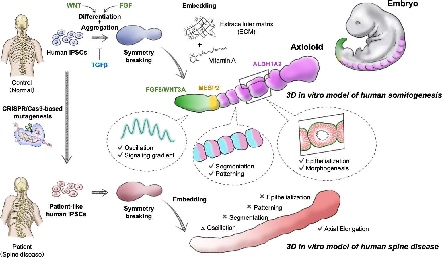 Unraveling the Mystery – Researchers Sculpt the Human Body Plan in a Dish