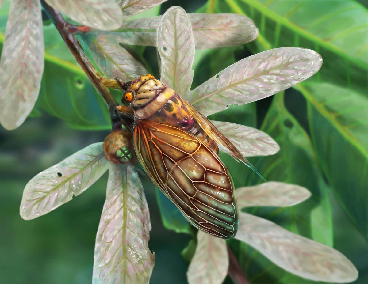 47 Million Years Old: Oldest True Cicada Unearthed in Europe