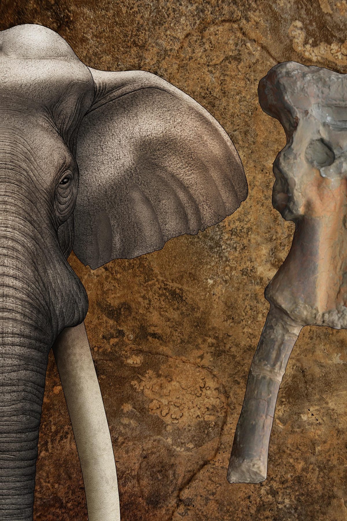 Ancient Fossil Discovery Reveals That Early Humans Ate Elephants ...