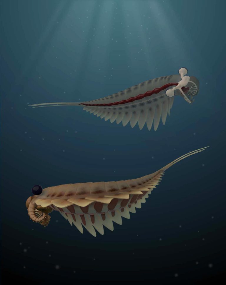 “Astonishing” 500-Million-Year-Old Fossilized Brains Prompt a Rethink ...