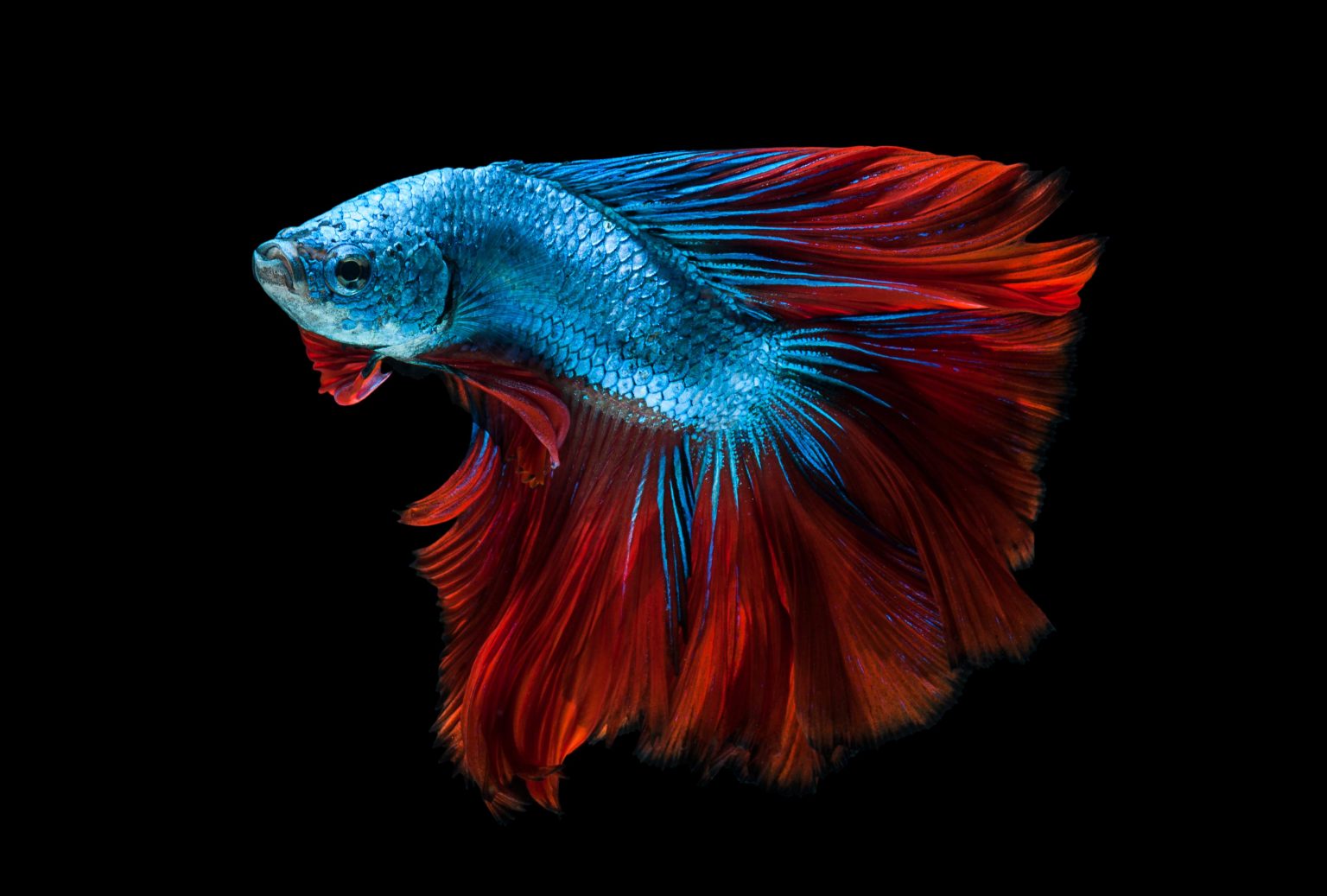 Fighting Fish Synchronize Their Combat Moves and Gene Expression Leading to Tightly Meshed Battles