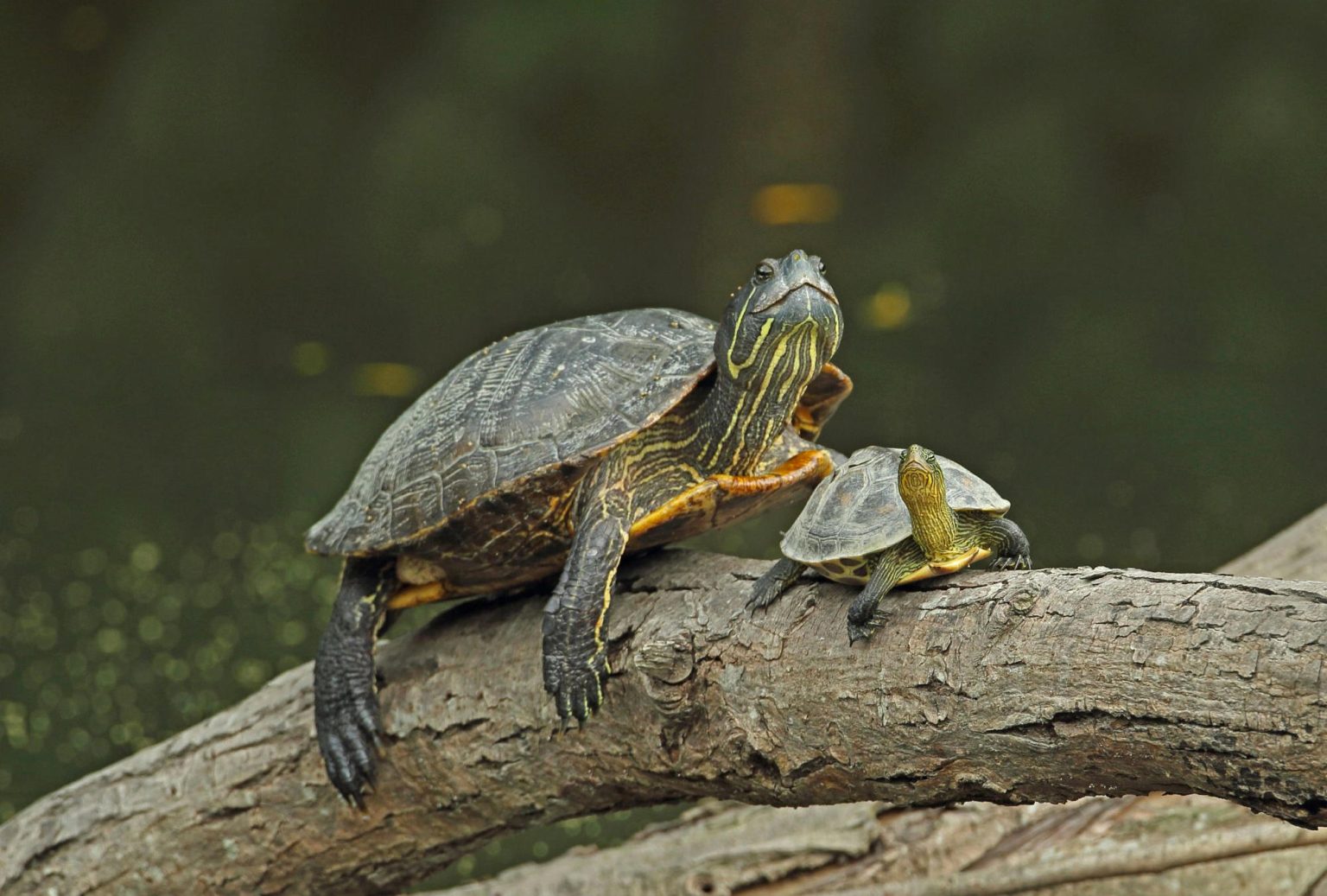 Why Does Temperature Determine the Sex of Turtles?
