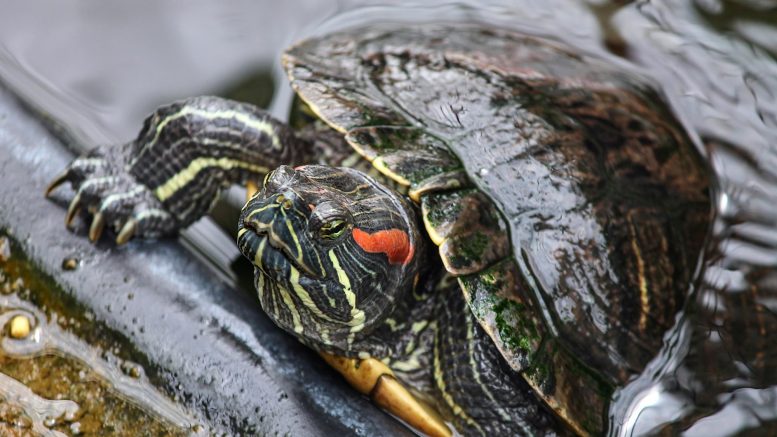 Painted Turtle Genome Reveals Clues to Extraordinary Adaptations