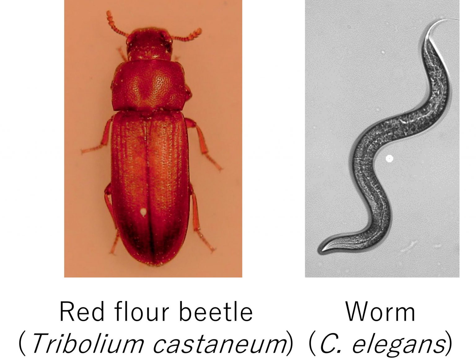 AI Reveals Walking Patterns of Movement Disorders Shared Among Worms ...
