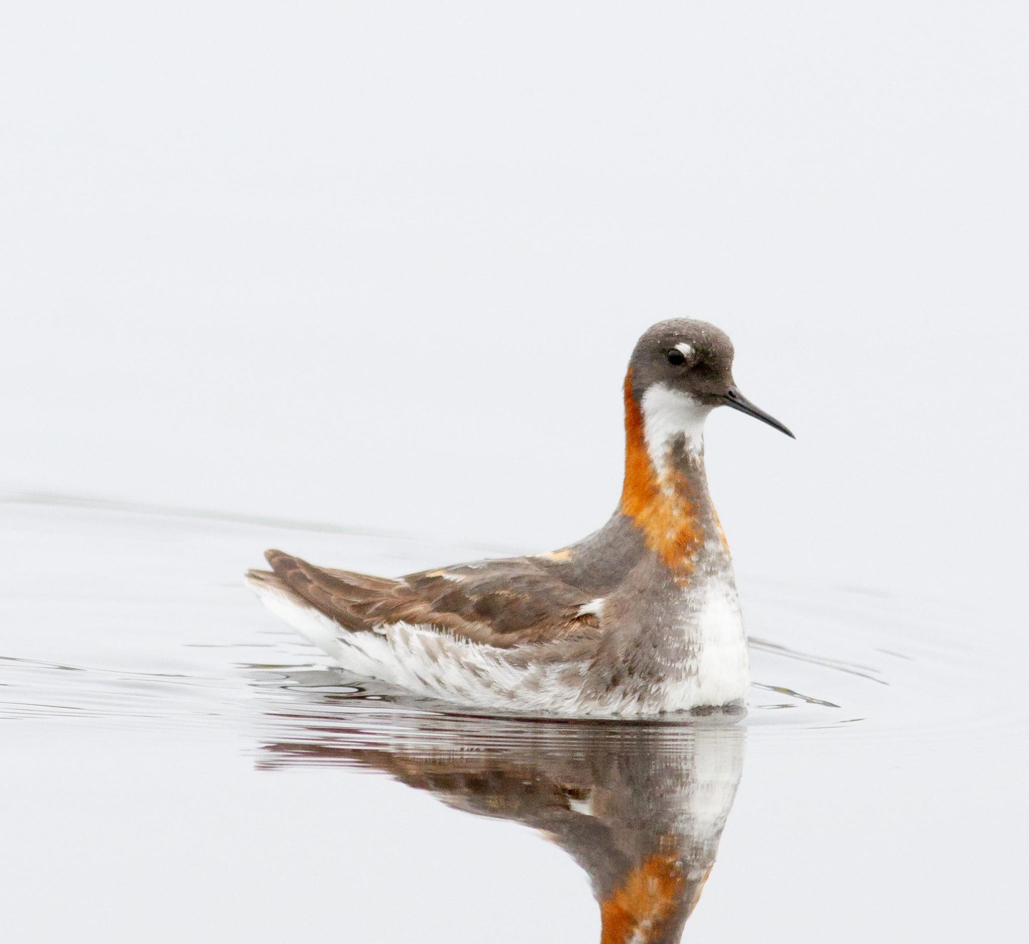 The Benefits of Polygamy: How Birds Avoid Harmful Mutations