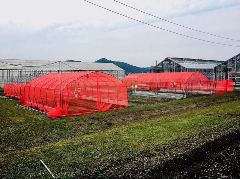 The Science Behind Red Nets: A New Dawn in Eco-Friendly Farming
