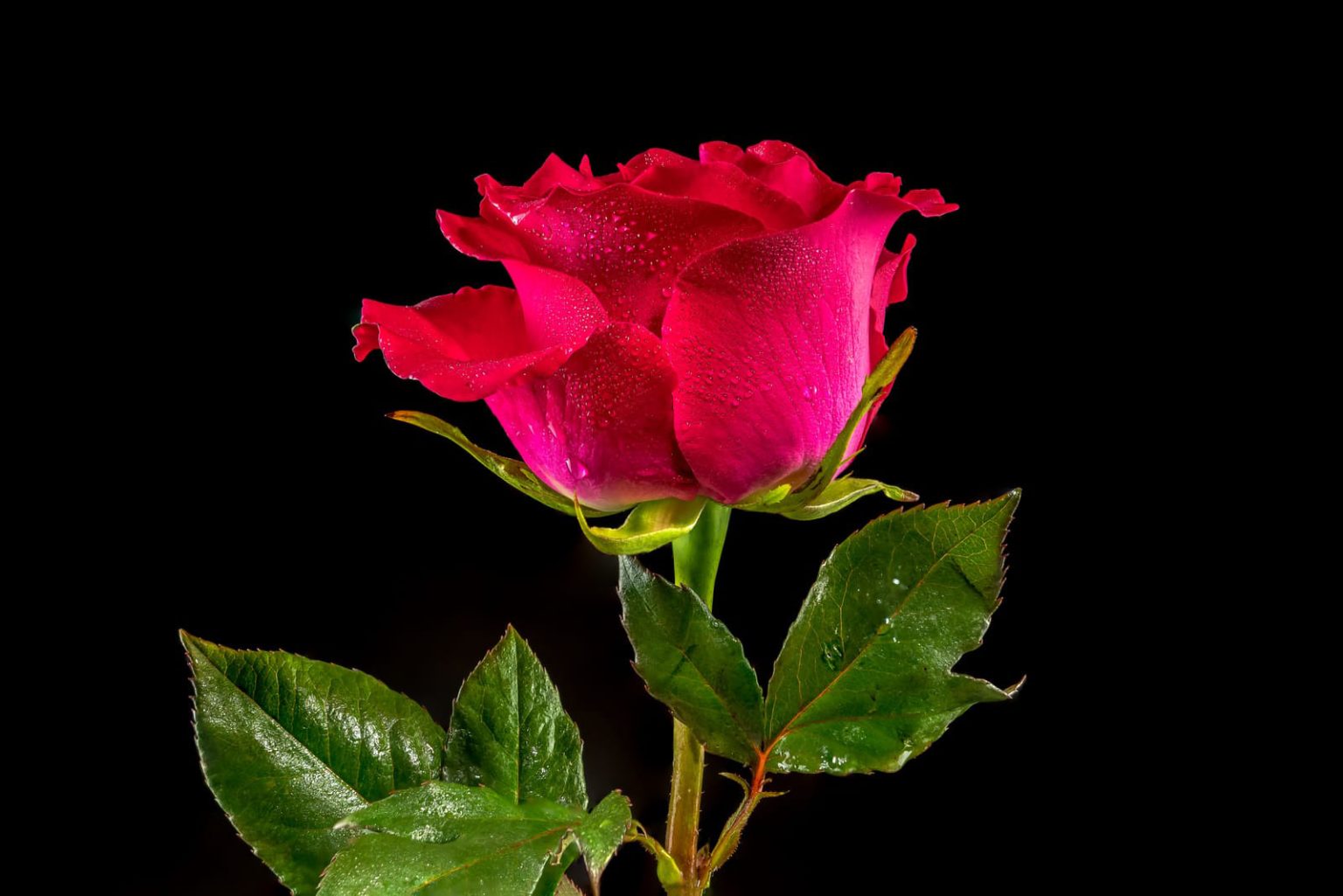 The Hidden Secrets of the World’s Most Cherished Flower: Scientists ...
