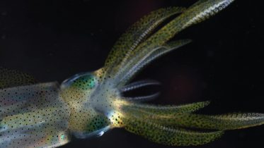 Revealed: The Mysterious, Legendary Giant Squid’s Genome