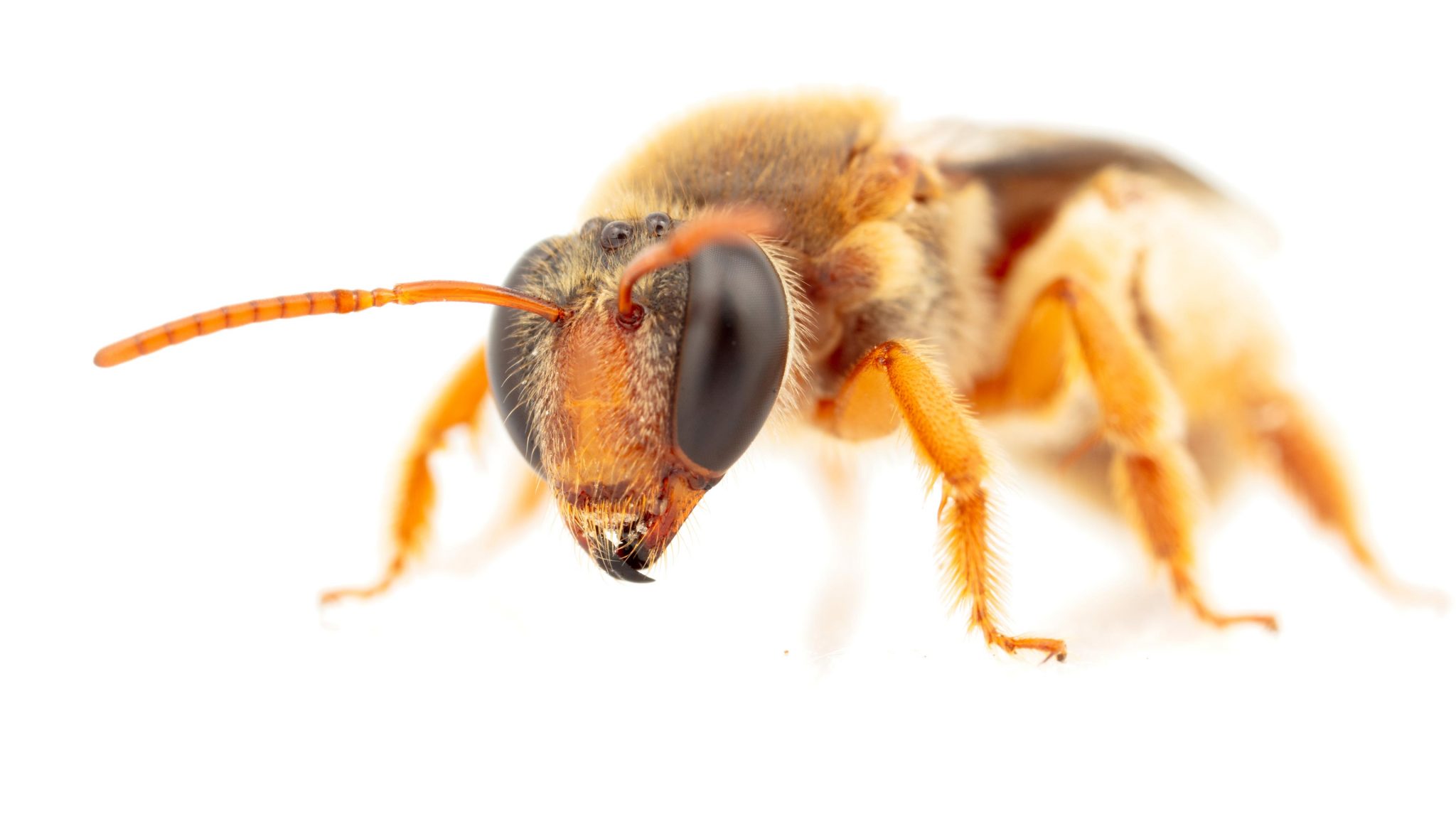Australian Night Bees Recorded Foraging in Darkness for the First Time