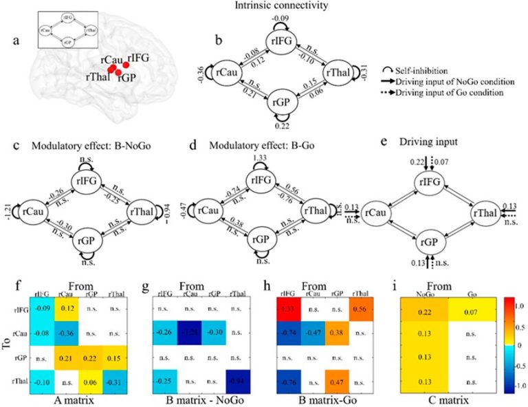 Exploring the Brain’s Inhibitory Pathways: New Insights Into How Our ...