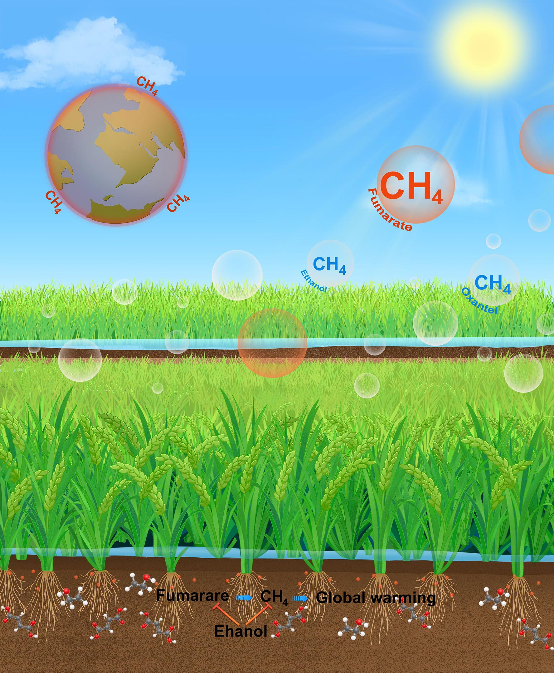 The Rice Revolution: Slashing 70% of Methane Emissions While Boosting Yields