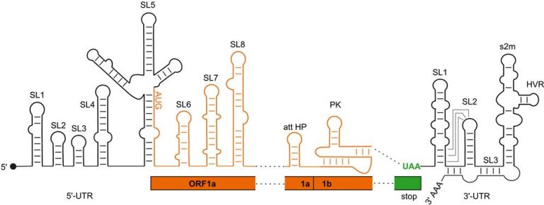 Folding of SARS-CoV2 Genome Reveals COVID-19 Drug Targets – And ...