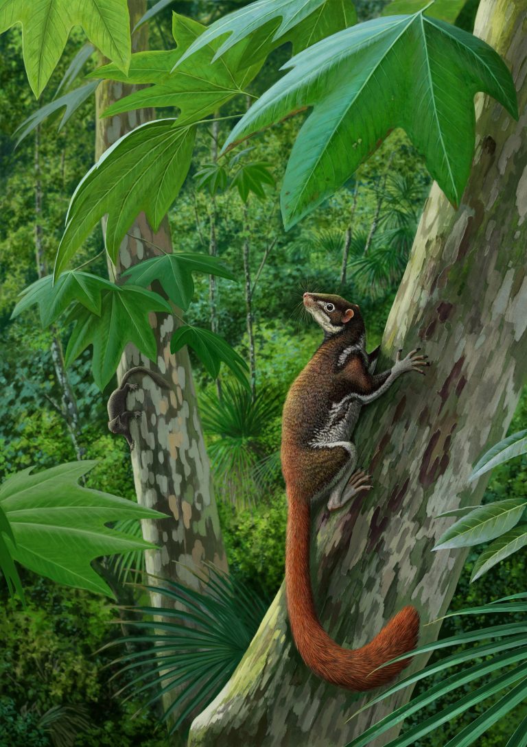 Meet Your 62-Million-Year-Old Cousin: Stunning Fossil Links Mysterious ...