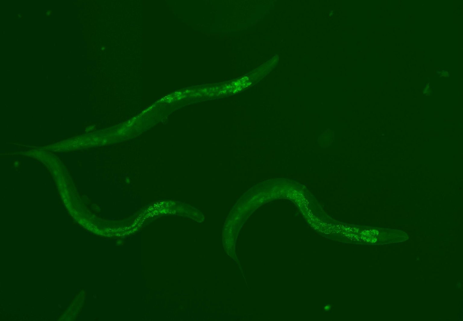 Aging Reimagined: How “Immortal” Jellyfish DNA Could Extend Human Life