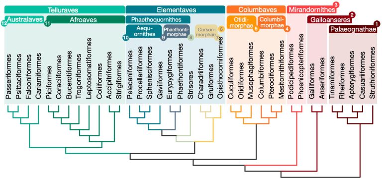 From Dinosaurs to Hummingbirds: New Family Tree Revises Our ...