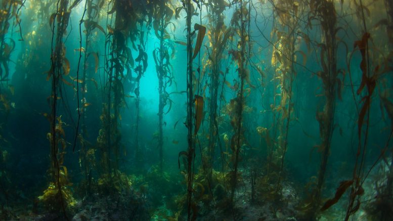 Scientists Track the Effects of Climate Change on kelp Forests