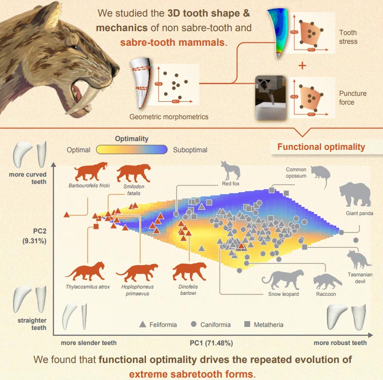 Killer Smiles: Why Saber-Toothed Teeth Were Evolution’s Masterpiece