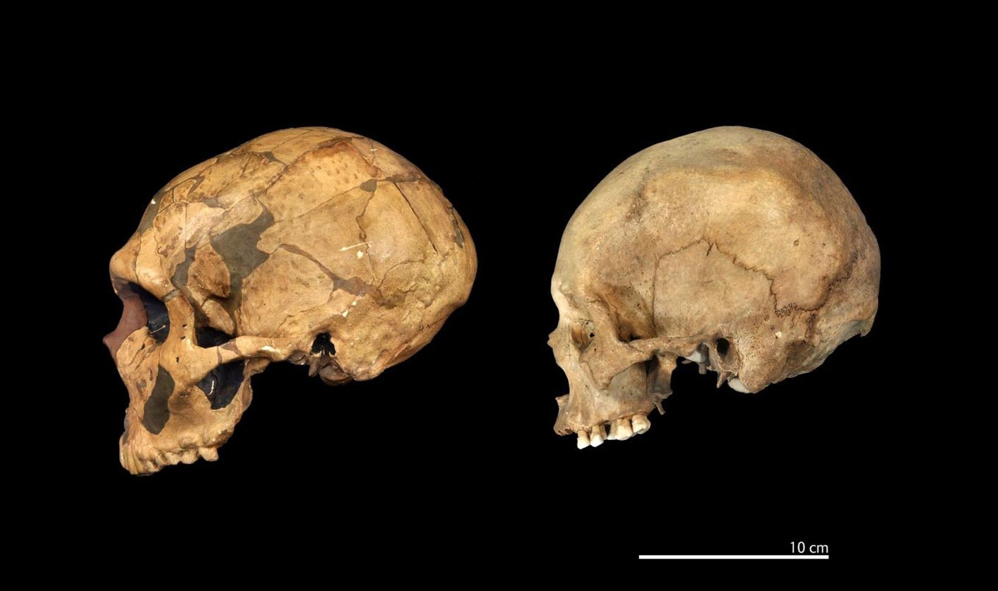 Rewriting Evolution: Study Shows Neanderthals and Humans Were Not the ...