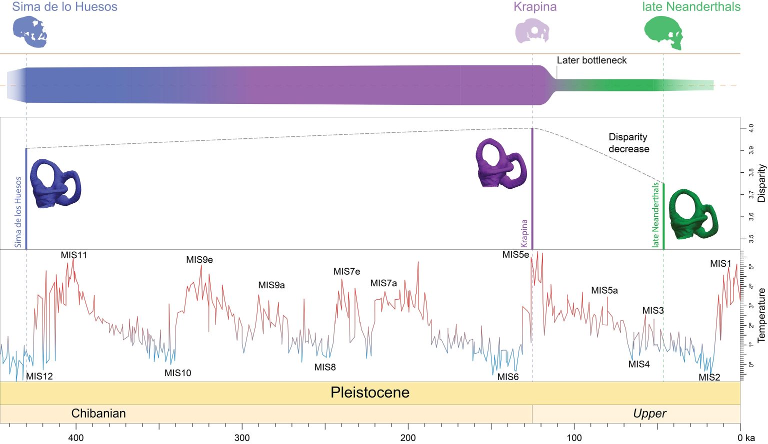 New Fossil Evidence Challenges Long-Held Beliefs About Neanderthal Origins