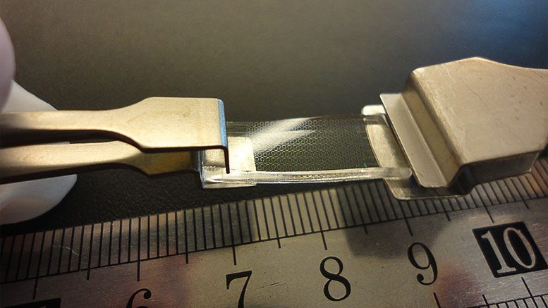 Microchip News - SciTechDaily