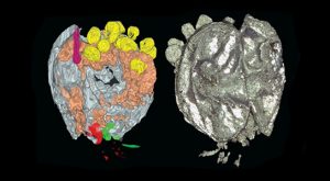 Scientists Discover Ancient Fossilized Crustaceans Entombed with Eggs ...