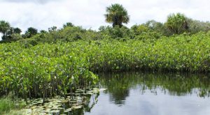 A Direct Link Between Climate Change And The Emergence Of Infectious